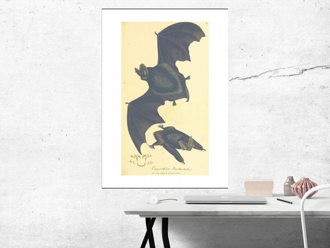 Bat Illustration Print Vintage Bat Art Halloween Print Vintage Bat ...