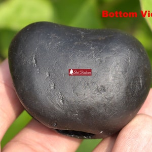 Shrirudram Golden Narsimha Shaligram / Narasimha Saligram Stone ...