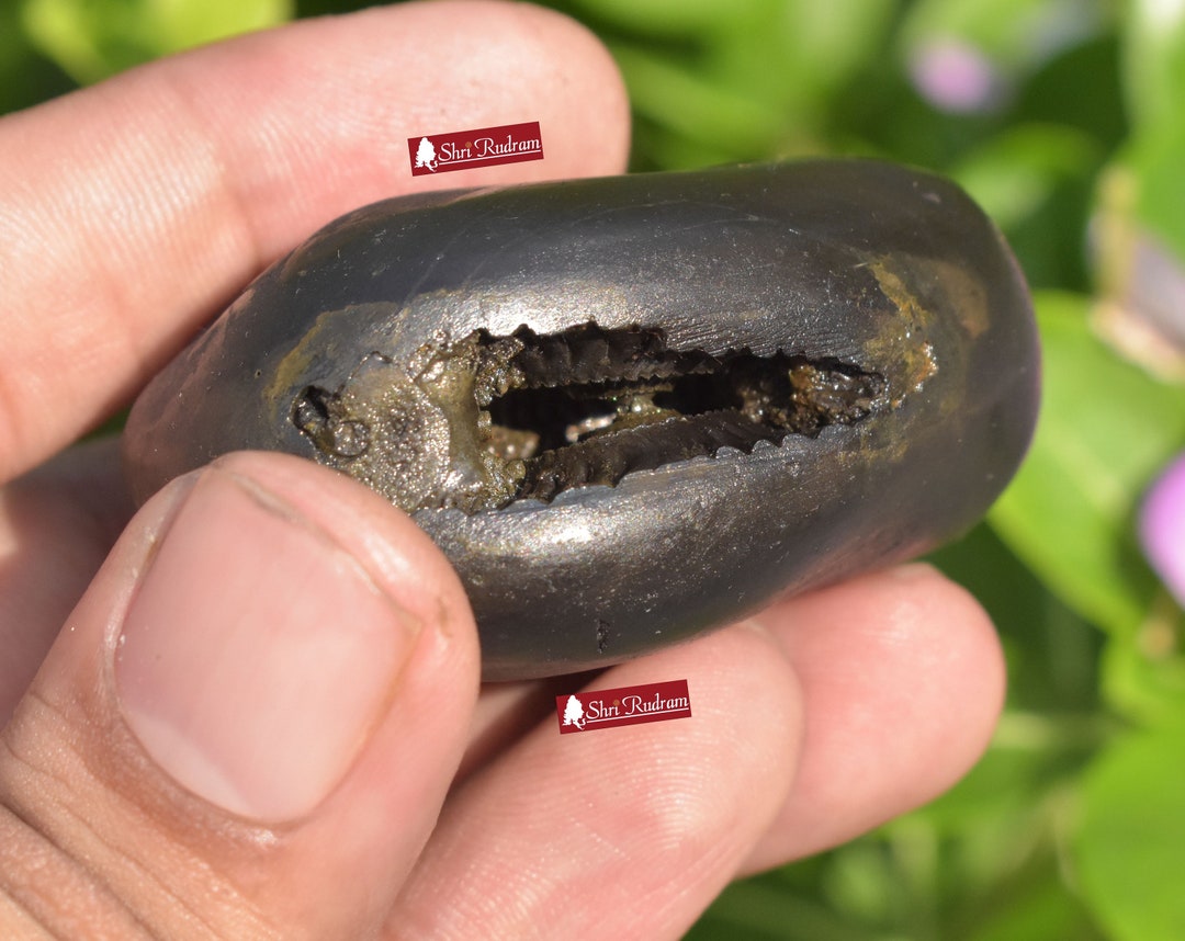 Shrirudram Balarama Shaligram Bala Ram Saligram Stone Gandaki - Etsy