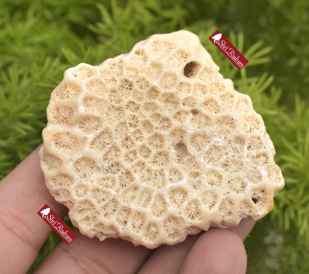 Shrirudram Rare Dwarika Shila Divine Stone, Religious Gifts ...