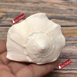 Shrirudram Natural Dakshinavarti Natural Shankh 4 Inch, Shri Laxmi ...