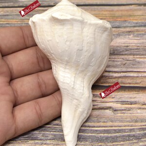 Shrirudram Natural Dakshinavarti Natural Shankh 4 Inch, Shri Laxmi ...