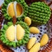 DIY Durian Crochet Pattern - Fun and Funky Fruit Craft - Etsy