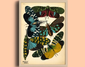 1924 Eugène Séguy Print Vintage Insects Illustration Art | Etsy