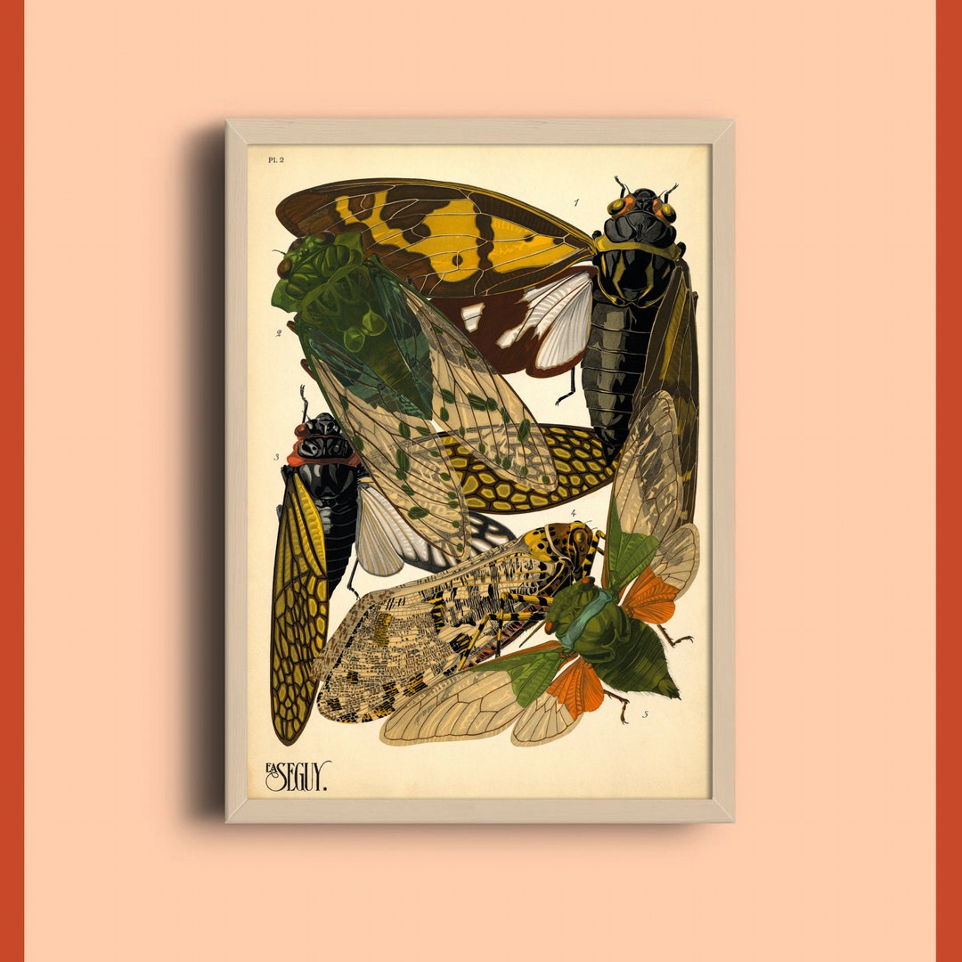 1924 Eugène Séguy Print - Vintage Insects Illustration - Art Deco ...