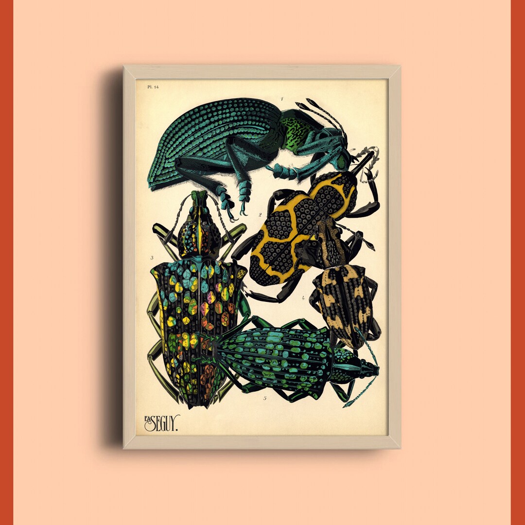 1924 Eugène Séguy Print Vintage Insects Illustration Art - Etsy