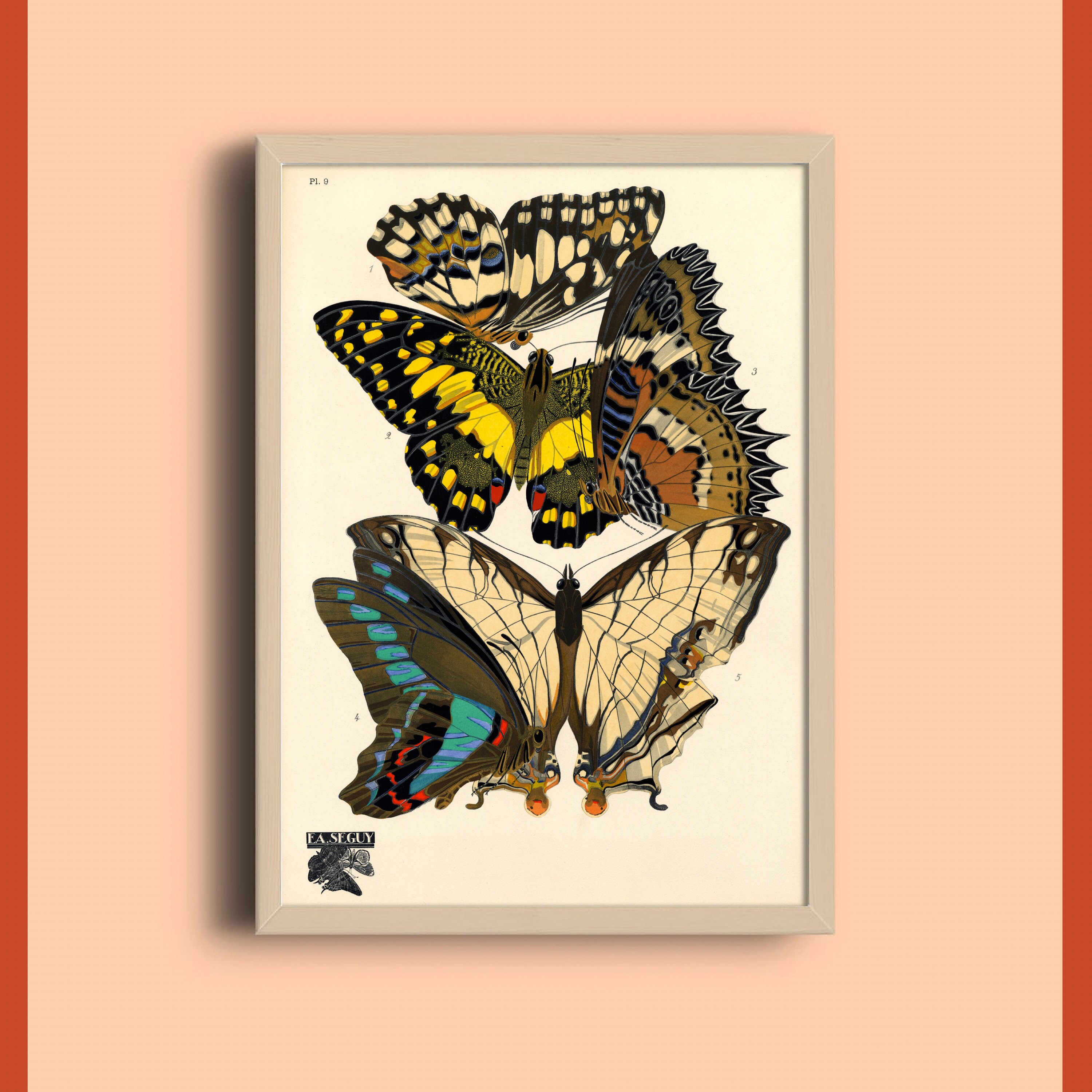 1924 Eugène Séguy Print Vintage Butterfly Illustration - Etsy