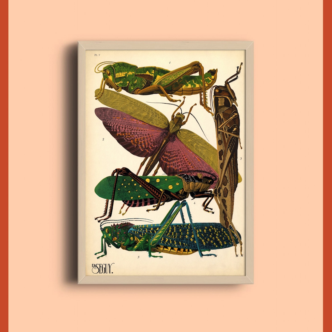 1924 Eugène Séguy Print - Vintage Insects Illustration - Art Deco ...