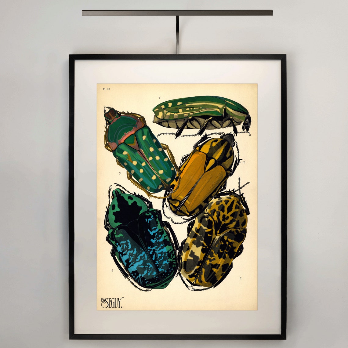 1924 Eugène Séguy Print Vintage Insects Illustration Art - Etsy