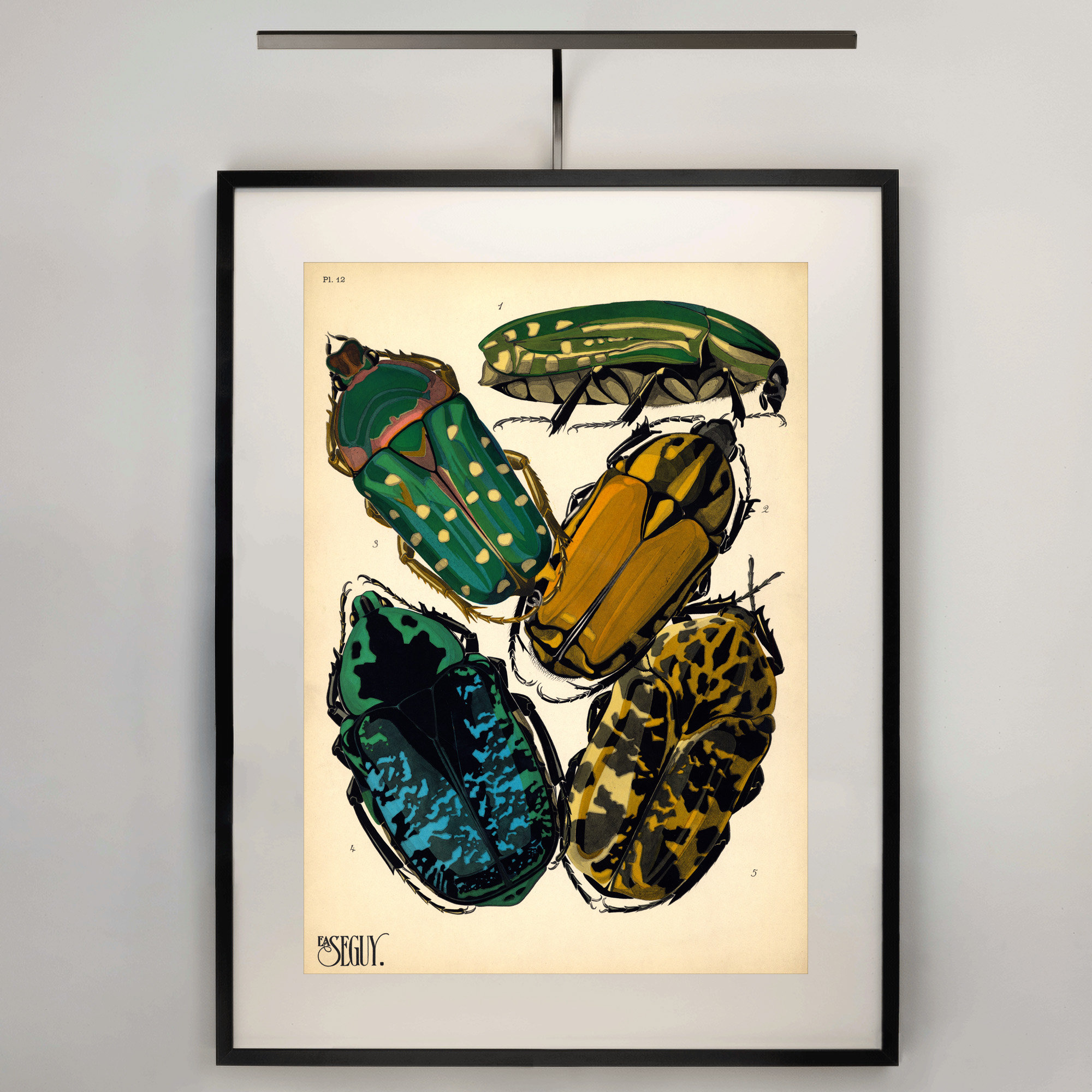 1924 Eugène Séguy Print Vintage Insects Illustration Art - Etsy