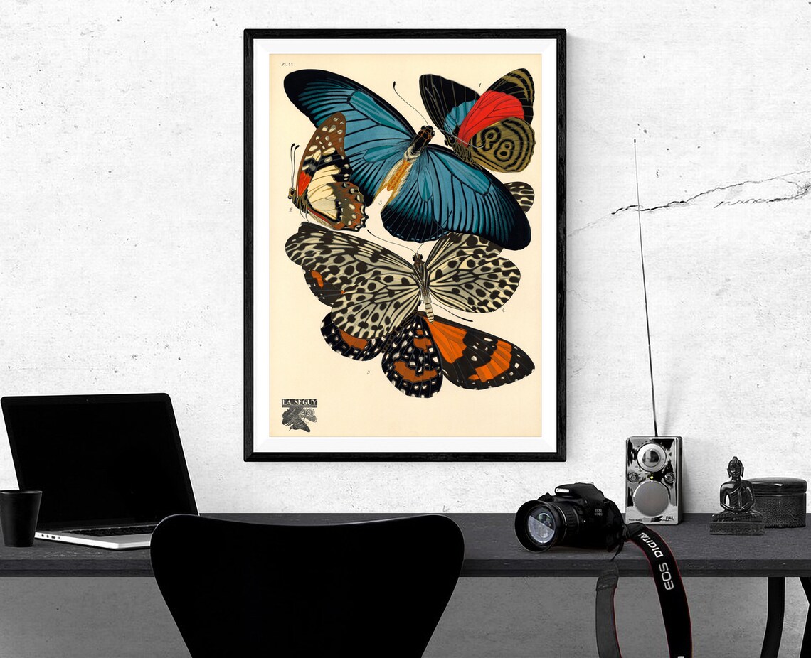 1924 Eugène Séguy Print Vintage Butterfly Illustration | Etsy