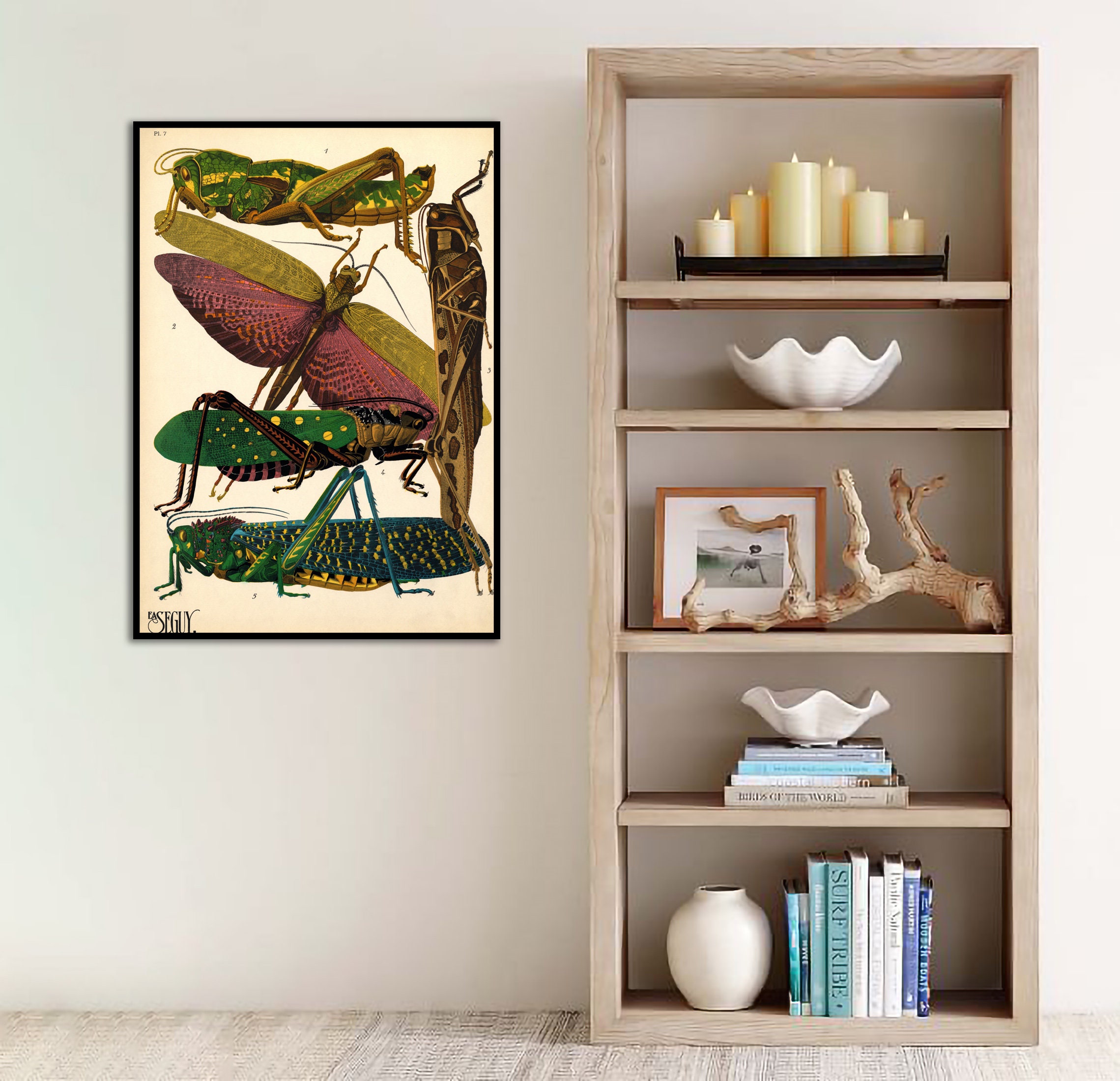 1924 Eugène Séguy Print Vintage Insects Illustration Art - Etsy