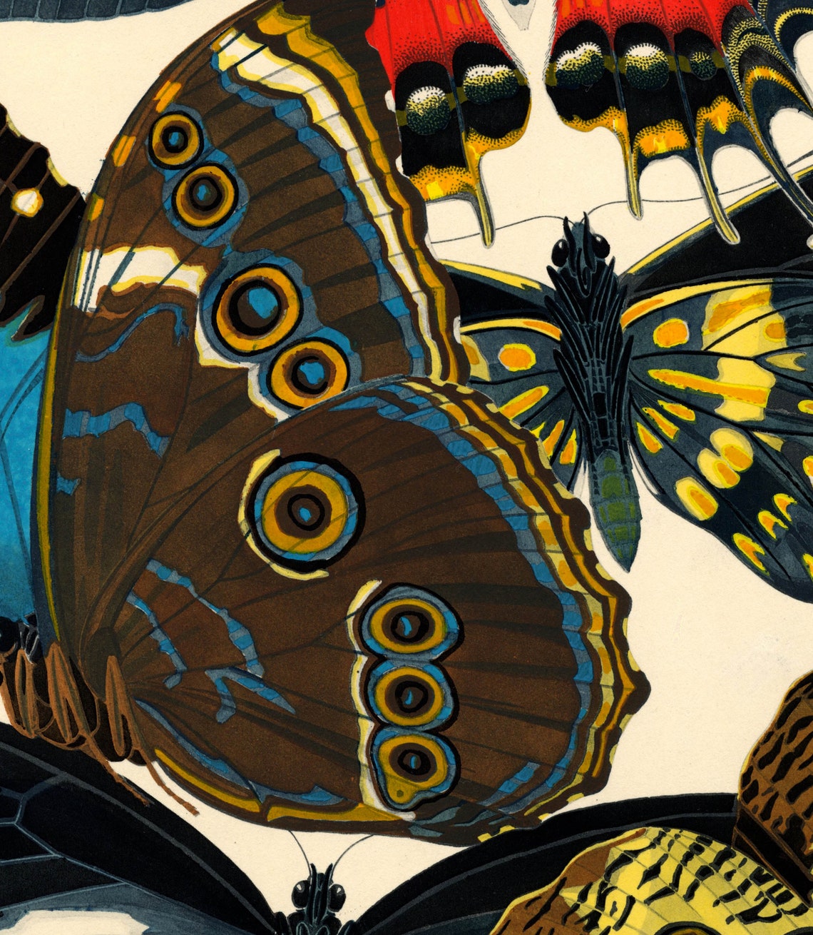 1924 Eugène Séguy Print Vintage Butterfly Illustration | Etsy