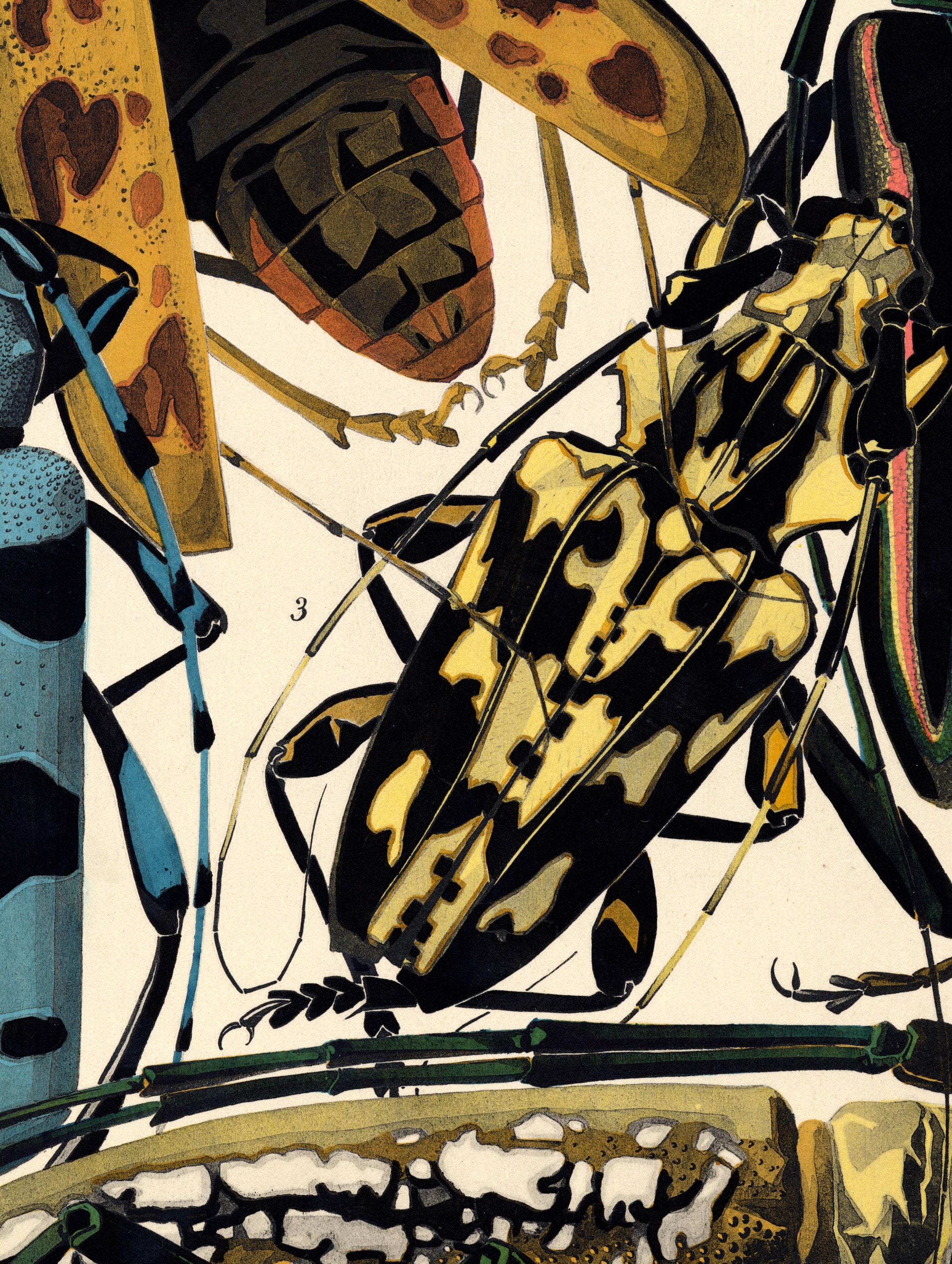 1924 Eugène Séguy Print Vintage Insects Illustration Art - Etsy