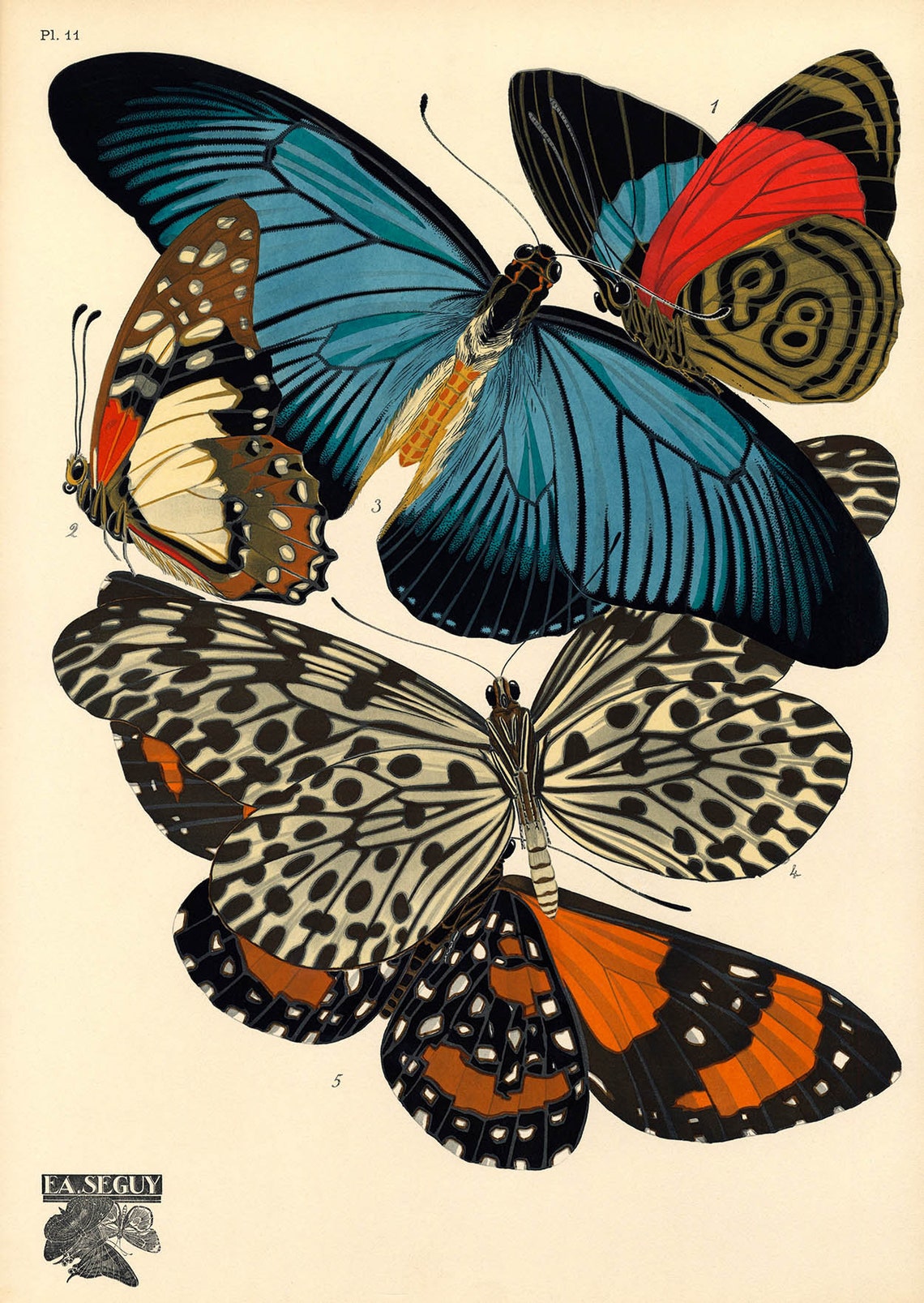 1924 Eugène Séguy Print Vintage Butterfly Illustration | Etsy