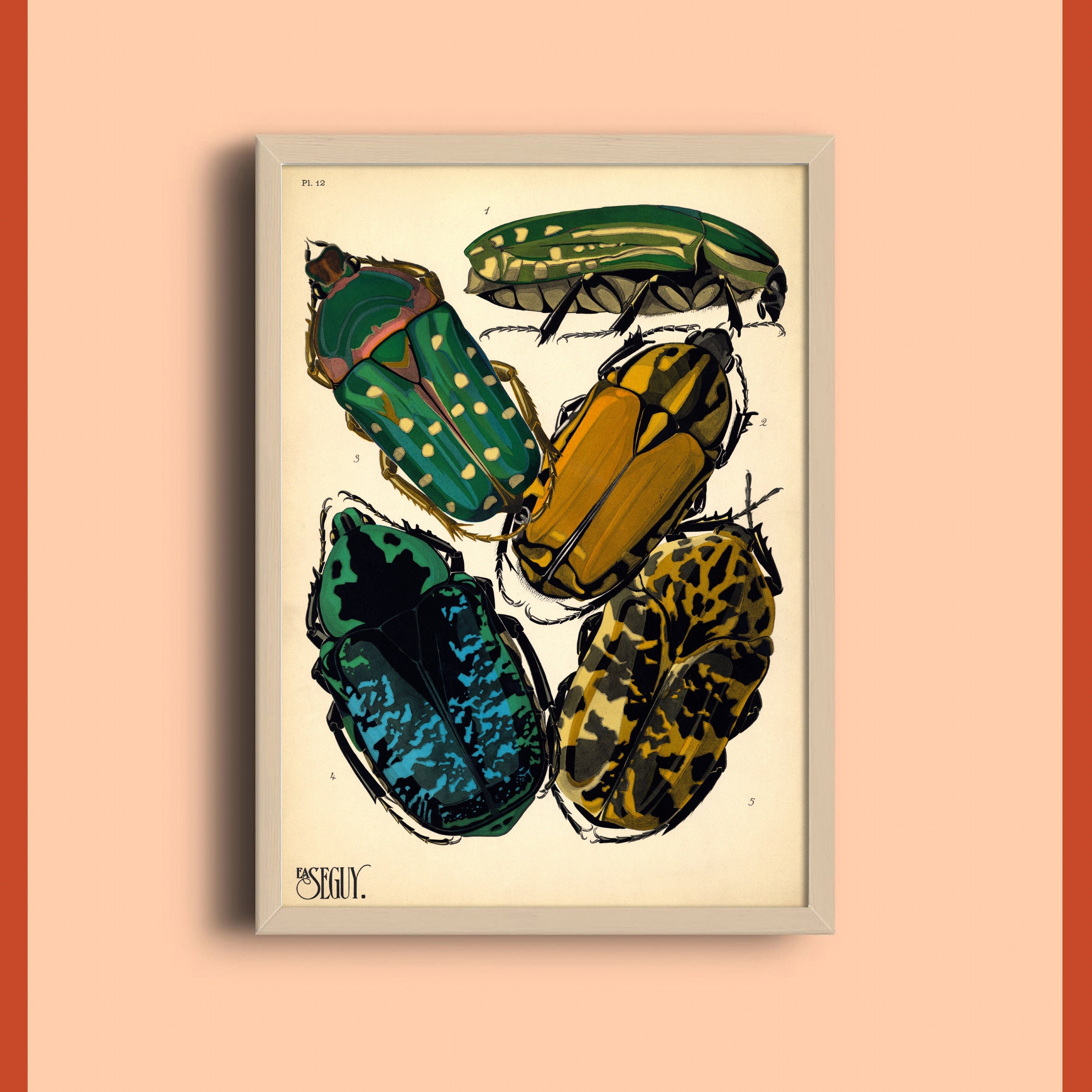 1924 Eugène Séguy Print Vintage Insects Illustration Art - Etsy