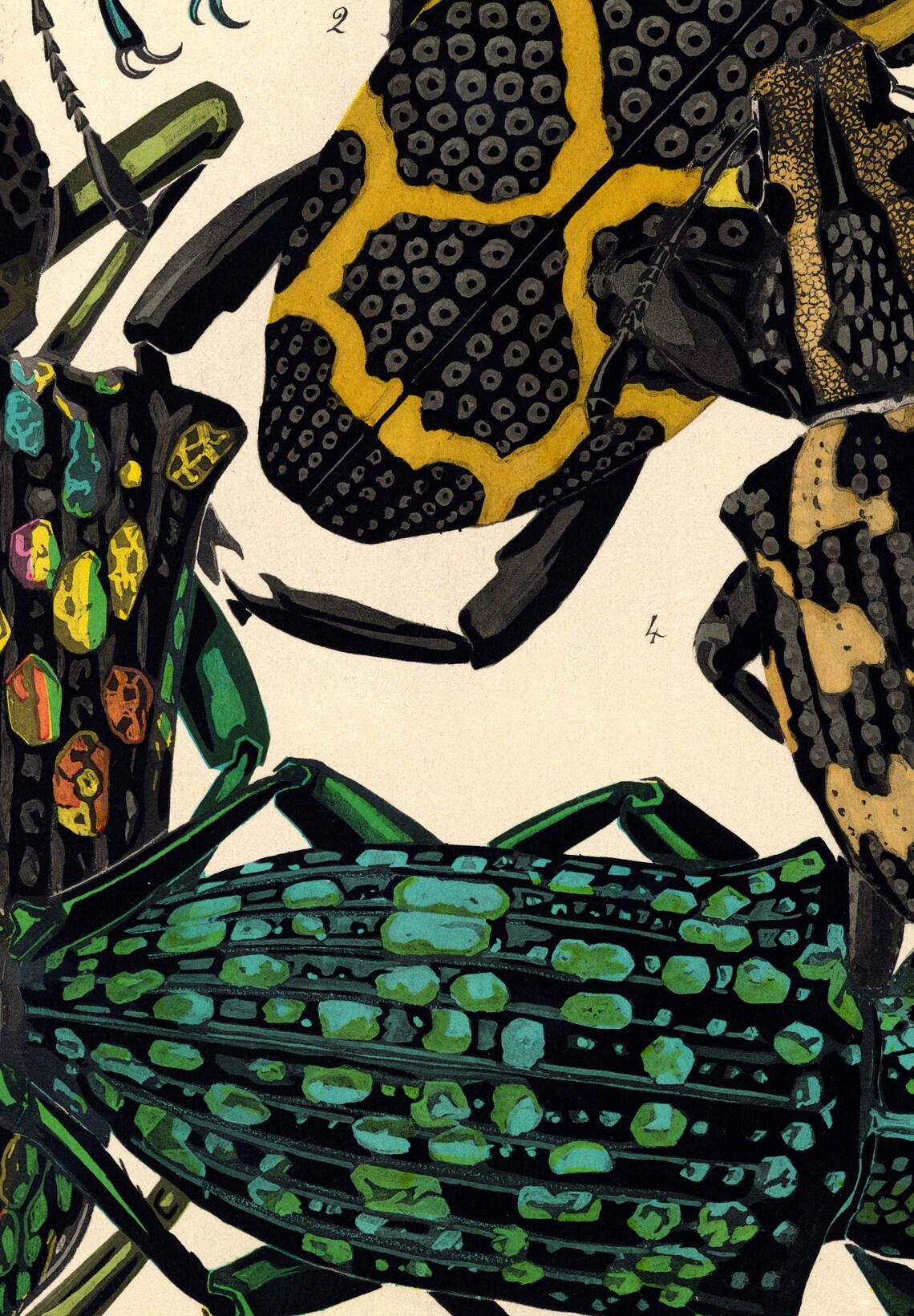 1924 Eugène Séguy Print Vintage Insects Illustration Art - Etsy