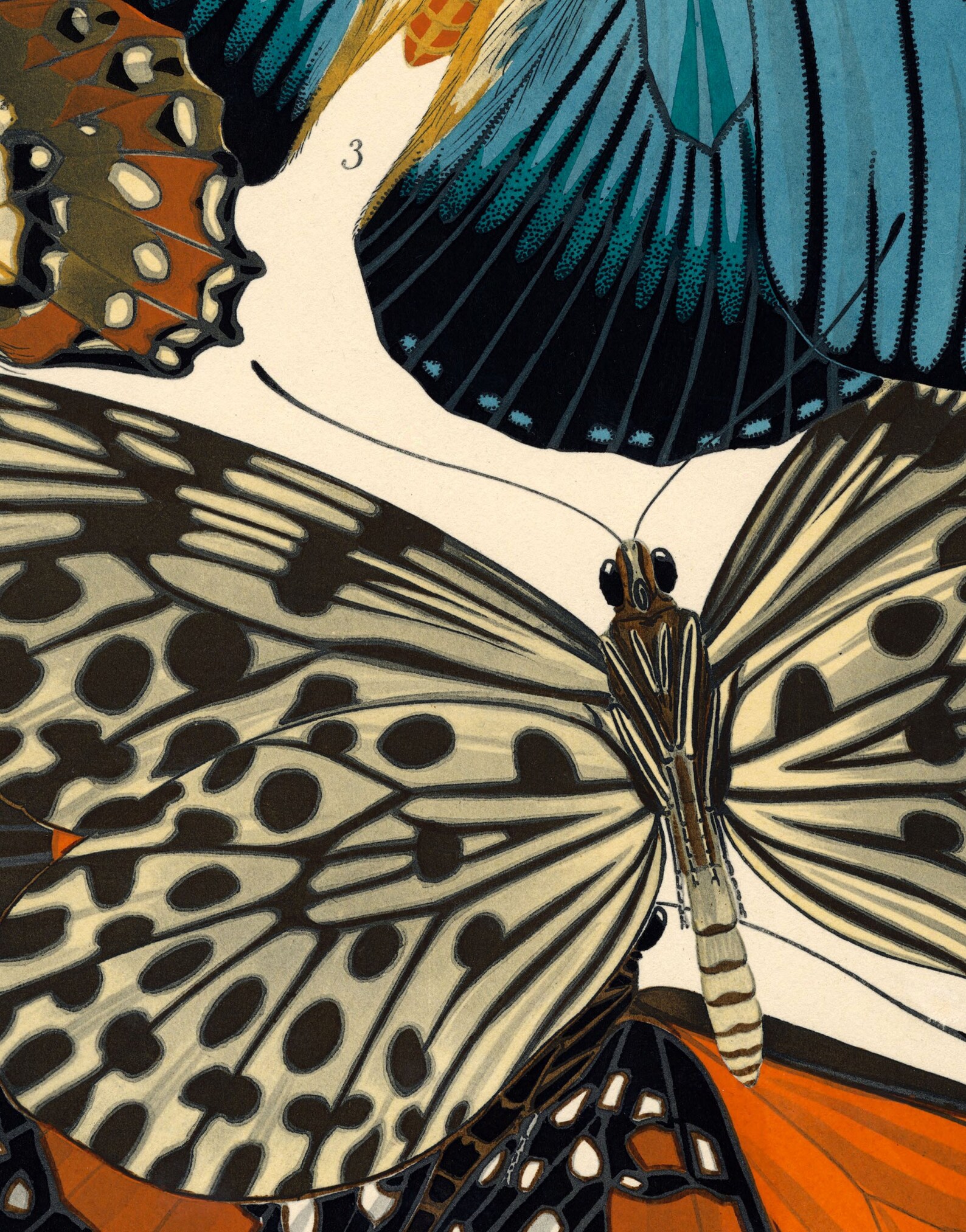 1924 Eugène Séguy Print Vintage Butterfly Illustration French Papillon ...