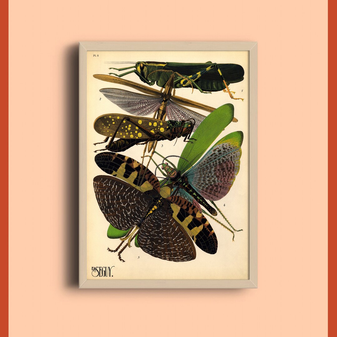 1924 Eugène Séguy Print Vintage Insects Illustration Art Deco Poster ...