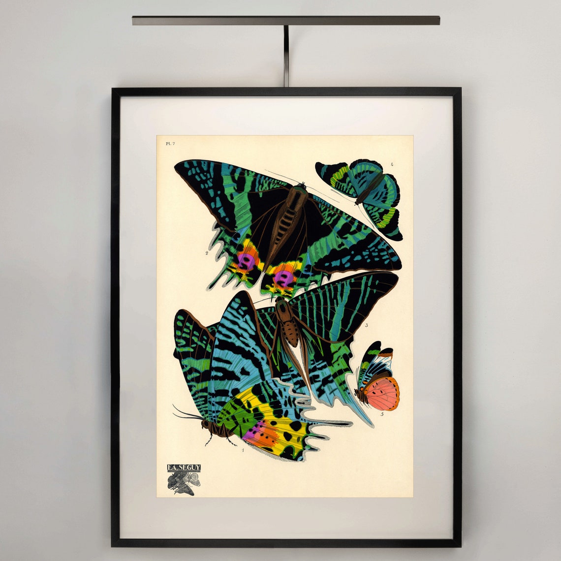 1924 Eugène Séguy Print Vintage Butterfly Illustration - Etsy