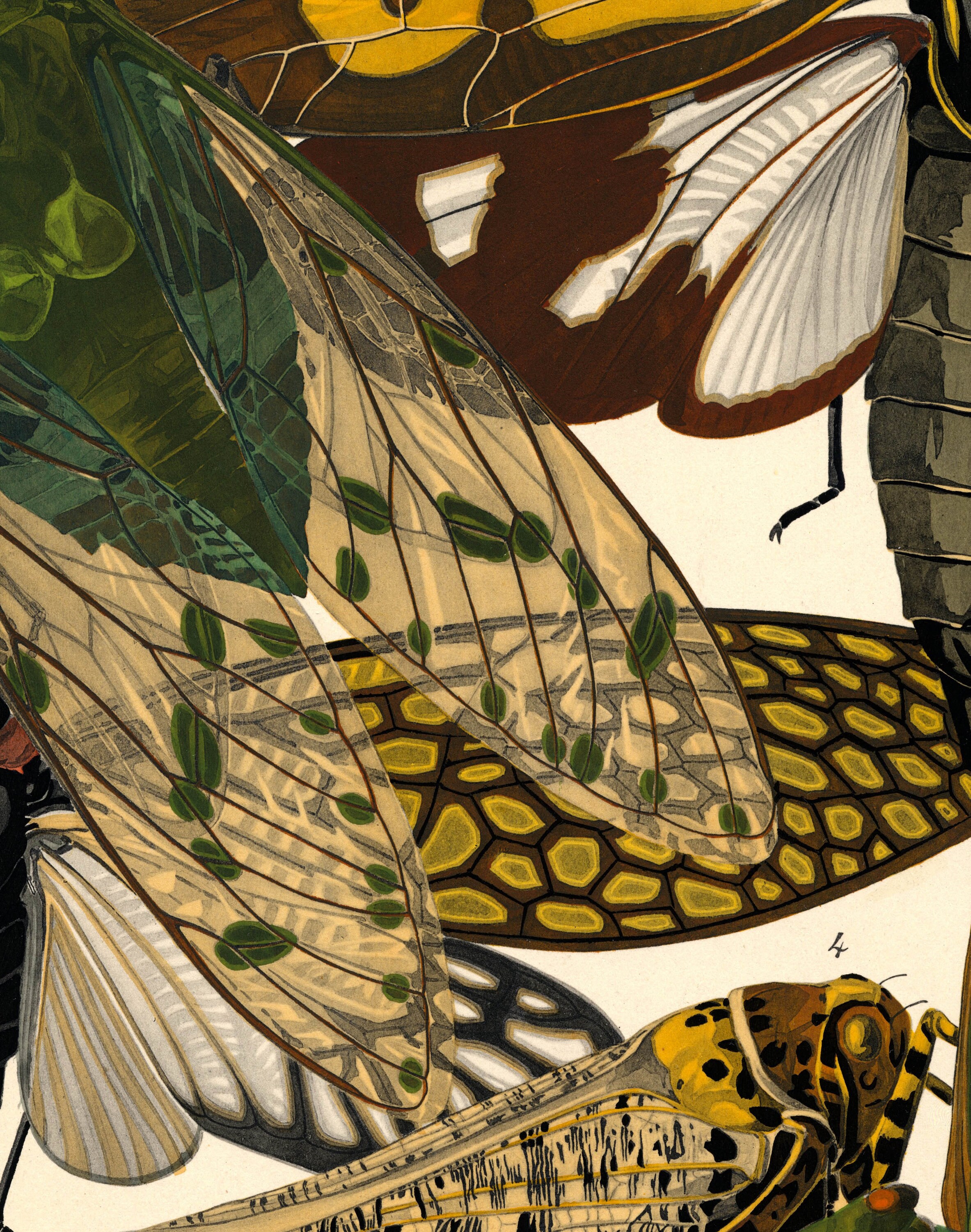 1924 Eugène Séguy Print Vintage Insects Illustration Art - Etsy