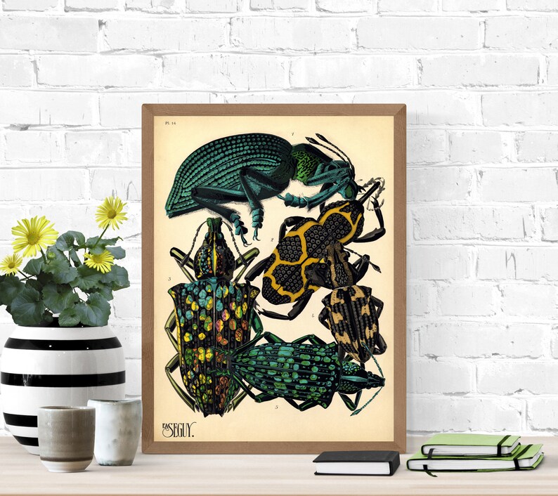 1924 Eugène Séguy Print Vintage Insects Illustration Art - Etsy