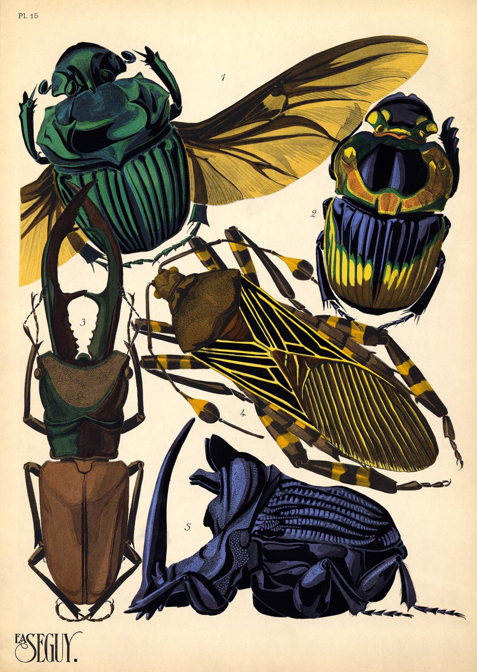 1924 Eugène Séguy Print Vintage Insects Illustration Art Deco Poster ...