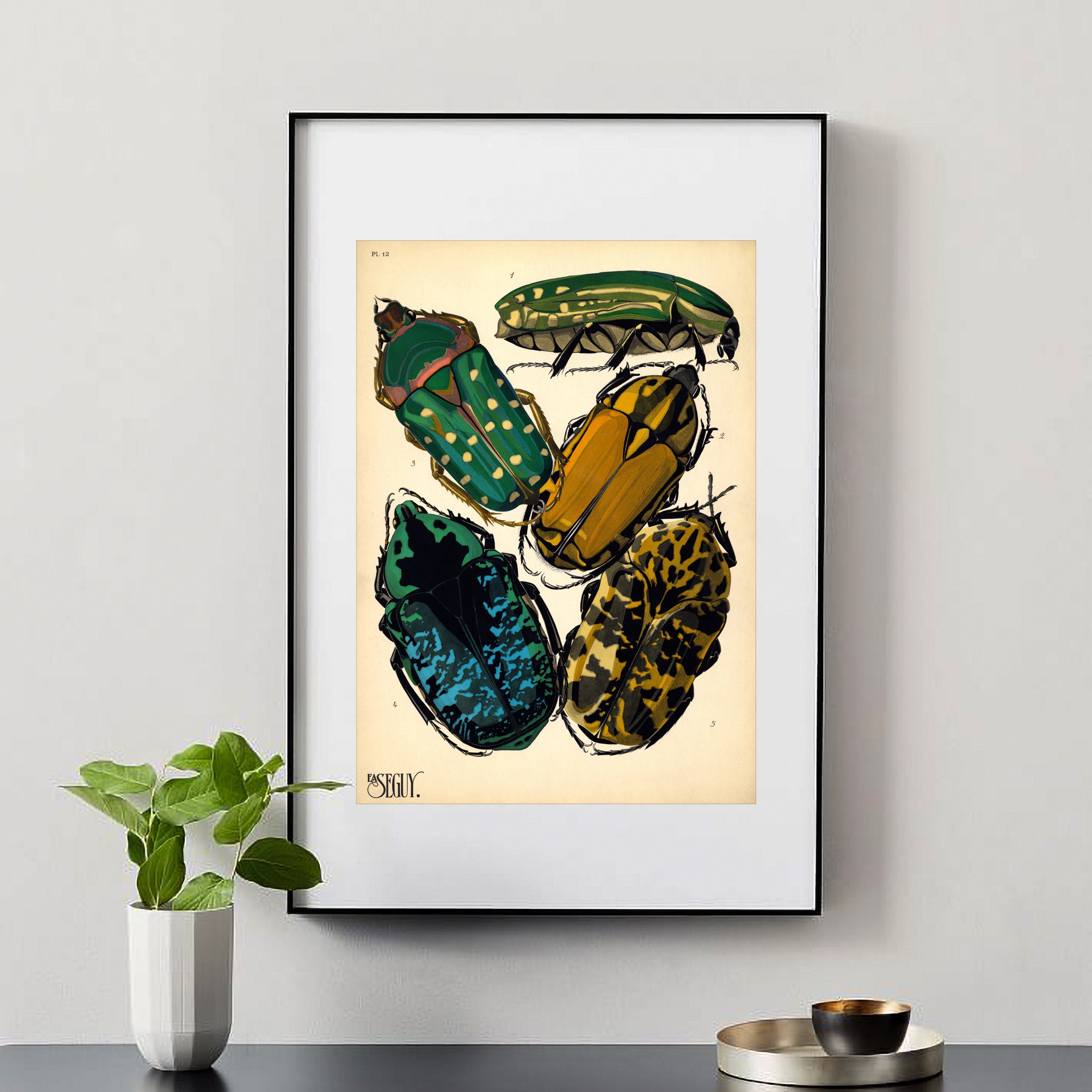 1924 Eugène Séguy Print Vintage Insects Illustration Art - Etsy
