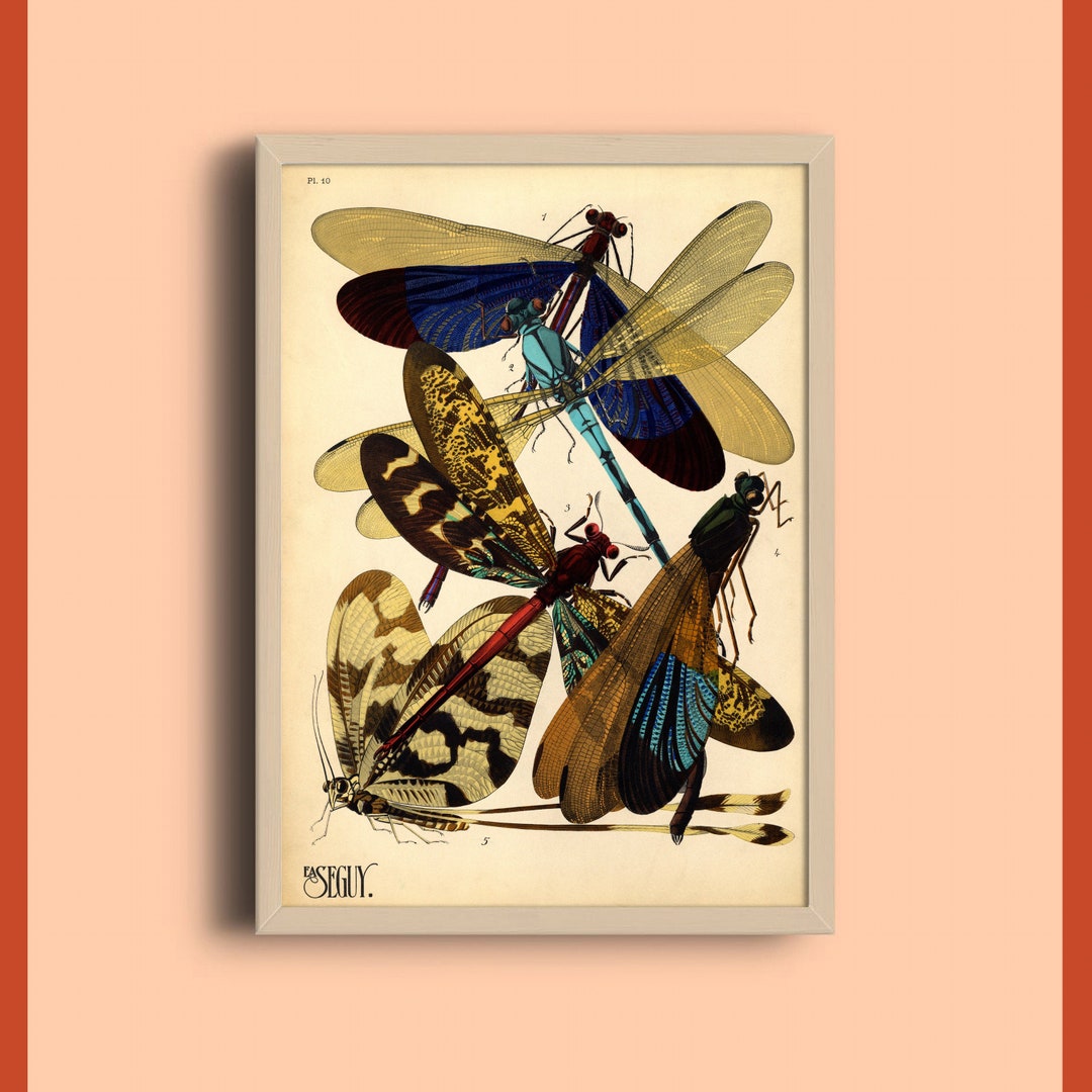1924 Eugène Séguy Print Vintage Insects Illustration Art Deco Poster ...
