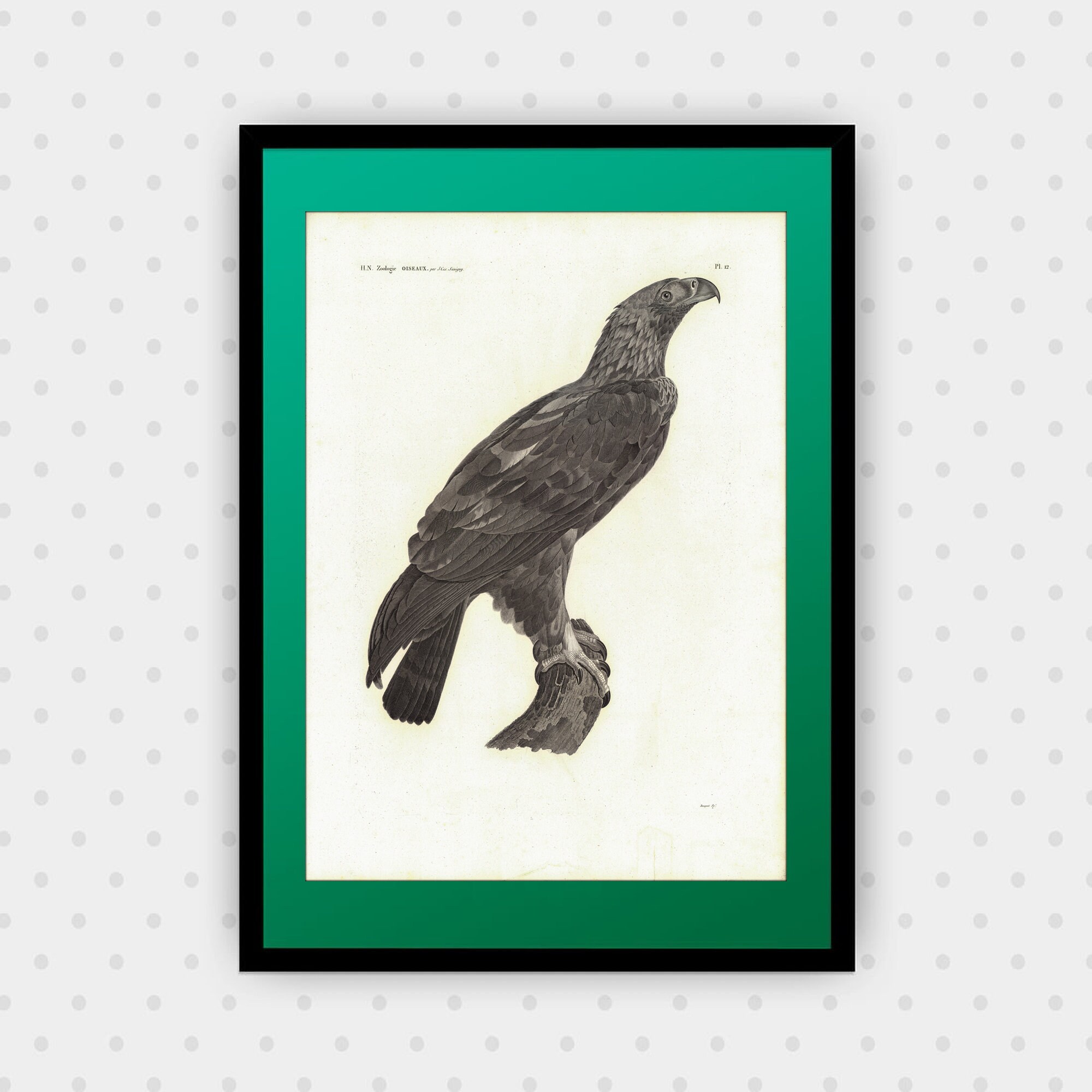 1826 Imperial Eagle Print Rare Eagle Poster Art Bird Print - Etsy UK