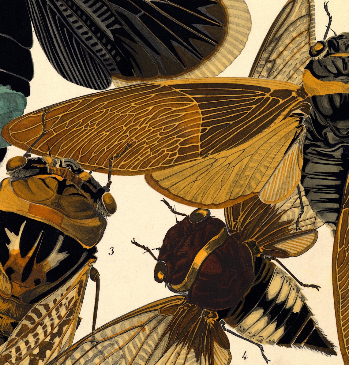 1924 Eugène Séguy Print Vintage Insects Illustration Art - Etsy