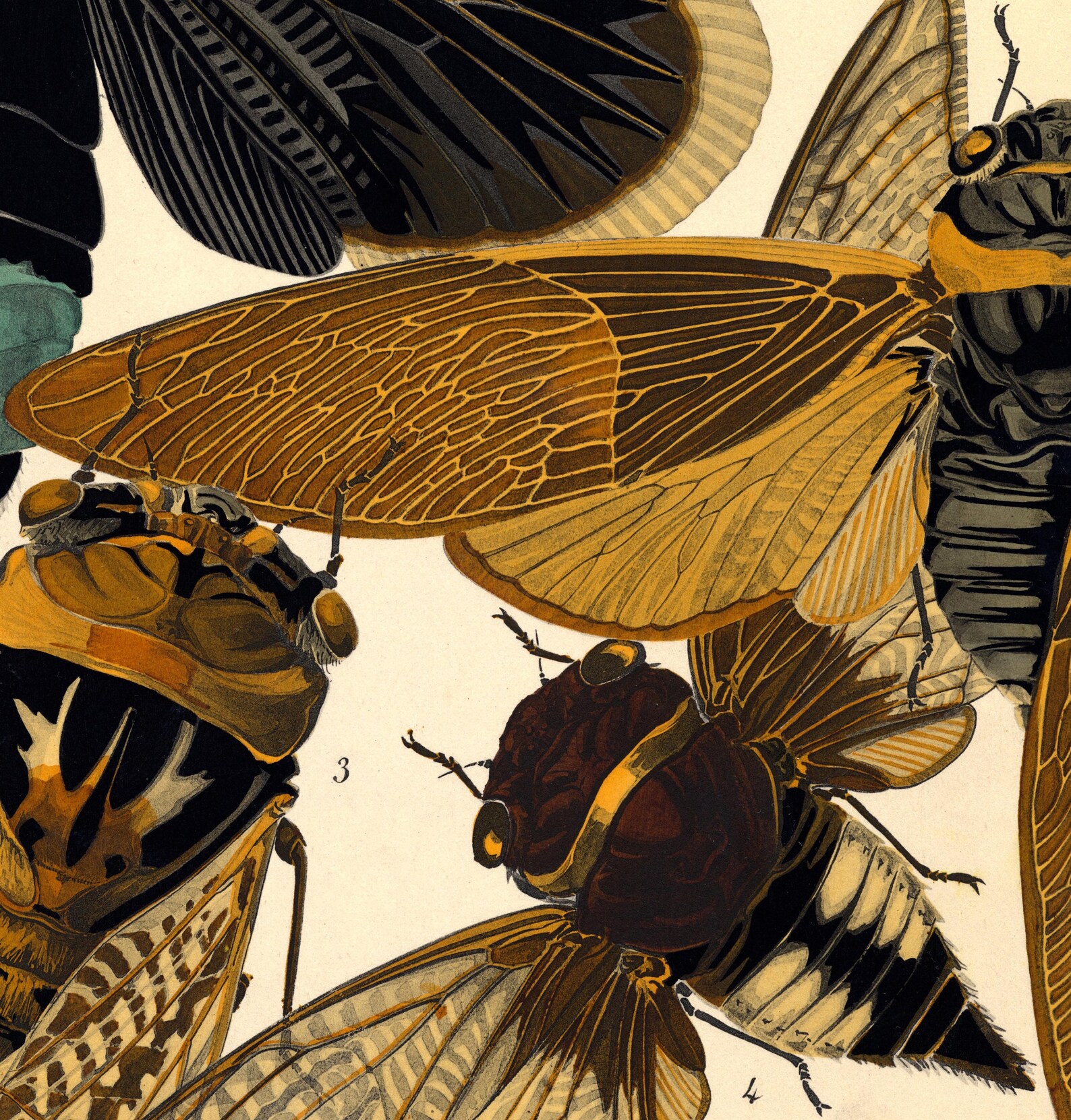 1924 Eugène Séguy Print Vintage Insects Illustration Art - Etsy