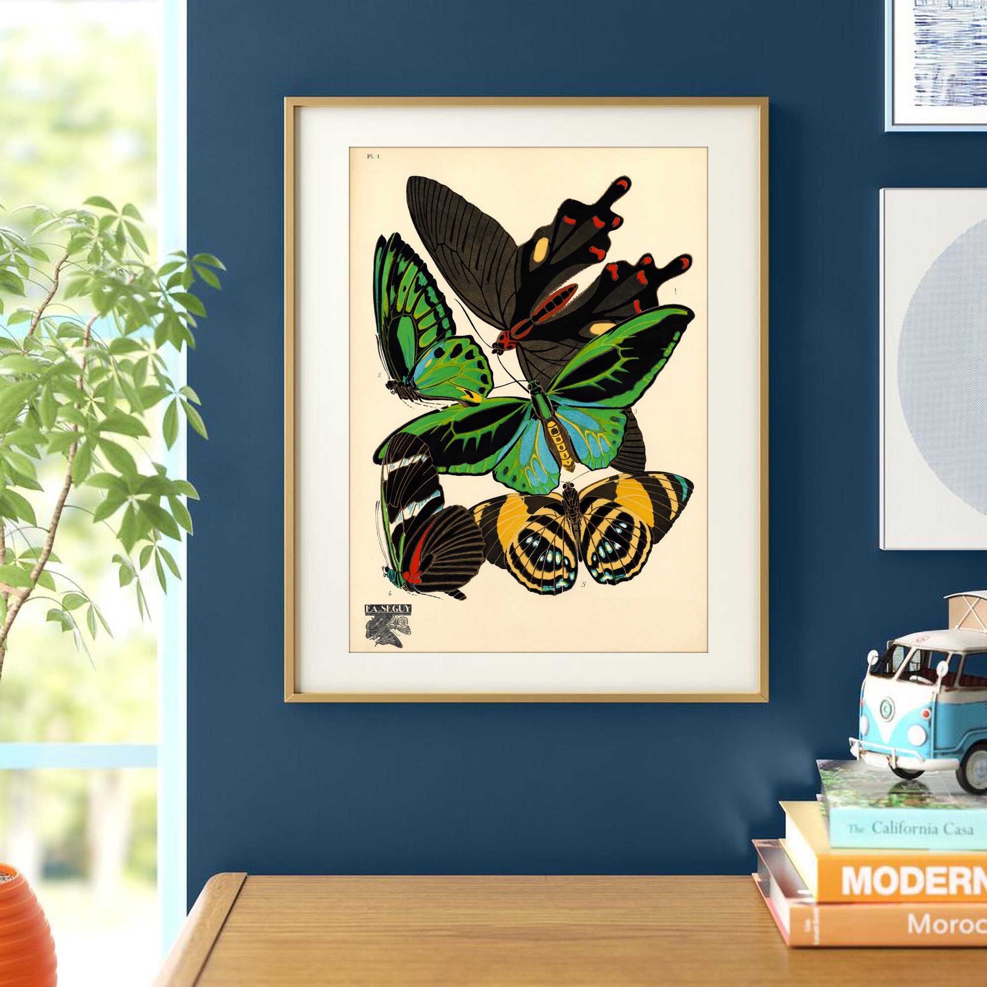 1924 Eugène Séguy Print Vintage Butterfly Illustration | Etsy