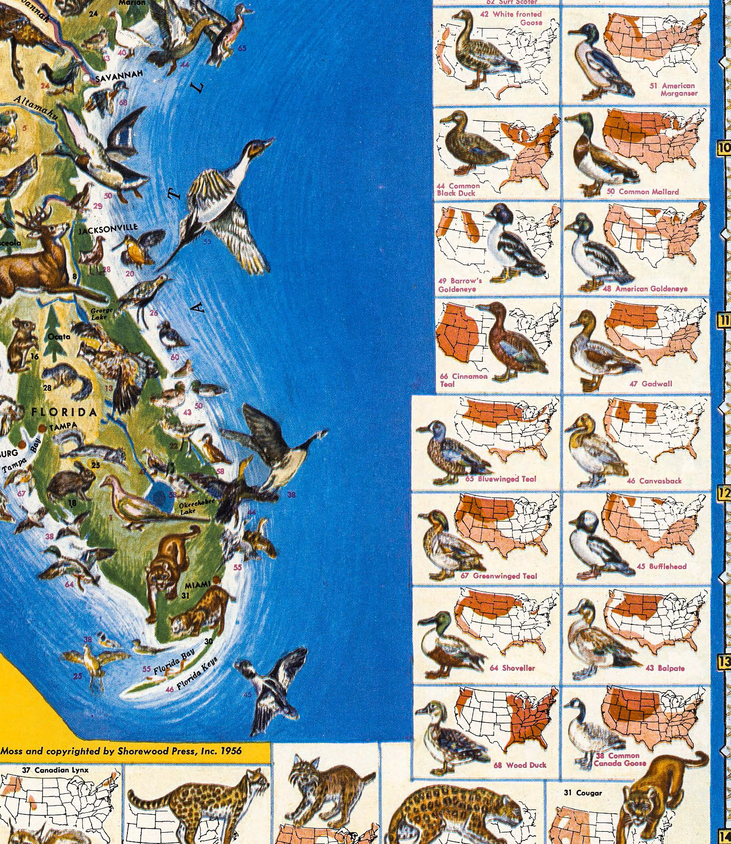 1956 Wildlife of United States Map Vintage USA Wildlife - Etsy