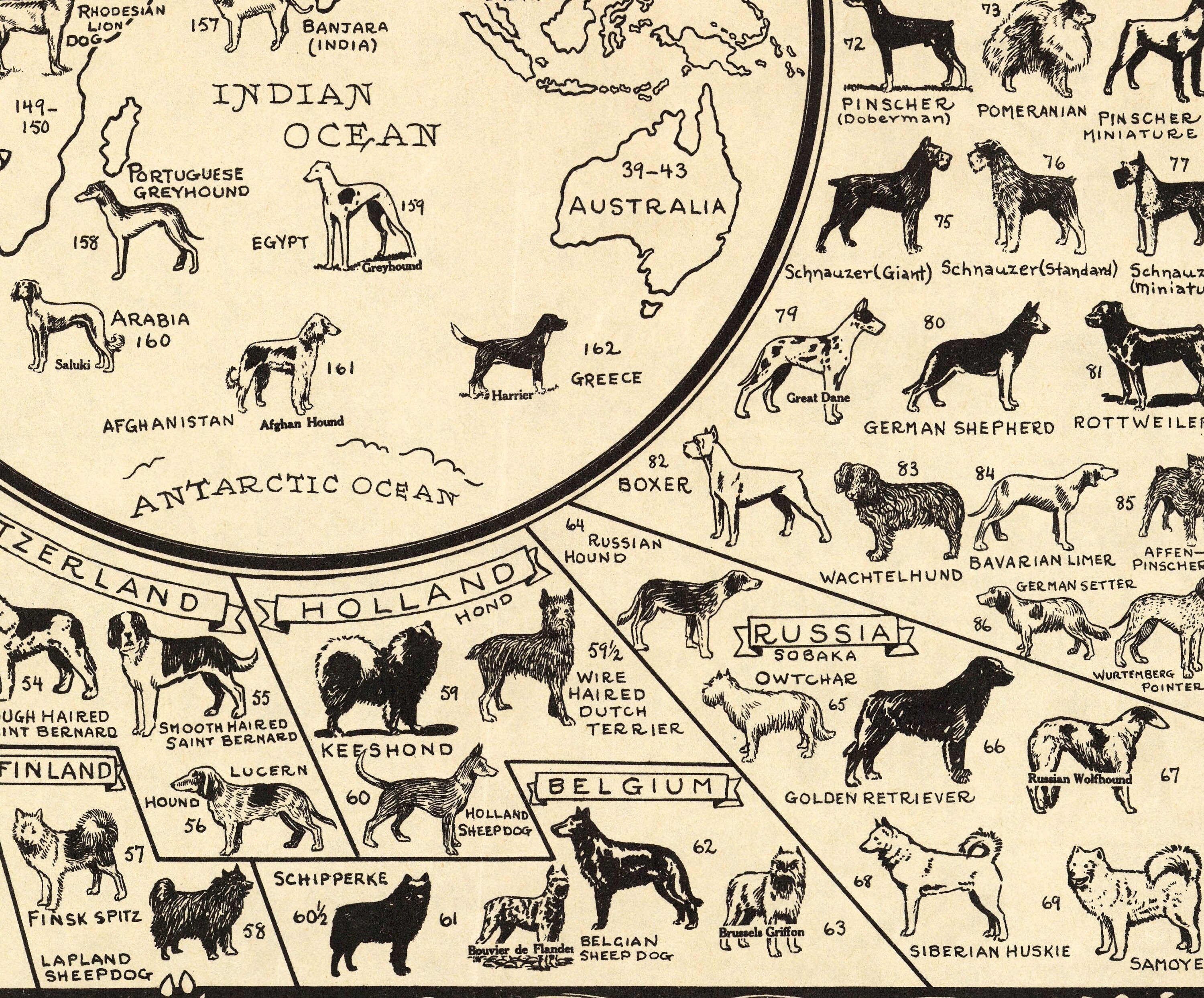 1936 Dogs of World Map Dogs of All Nations Dogs Poster - Etsy Australia