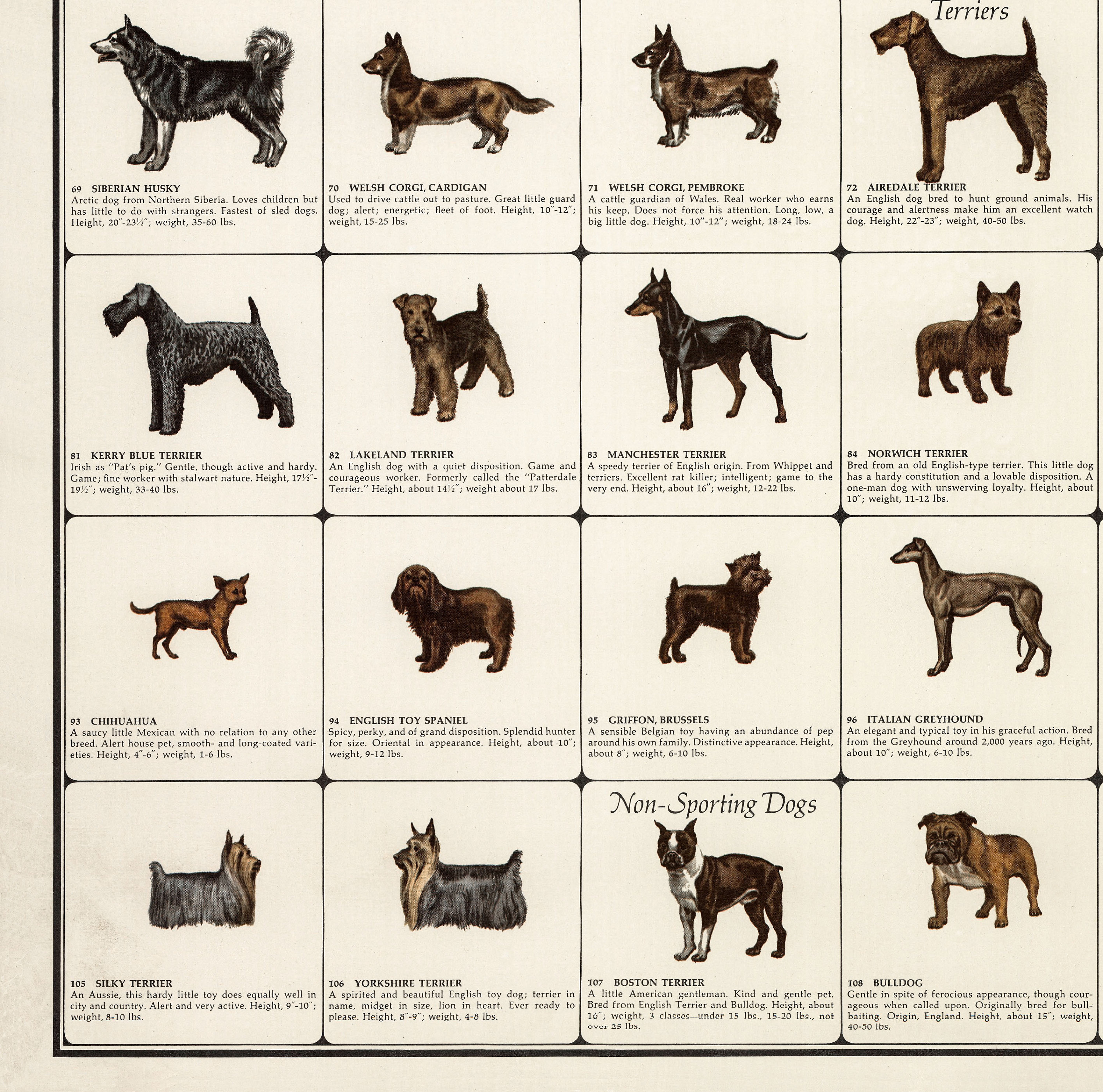 1967 Dog Map of the World Vintage Dogs Illustrations Dogs Poster Print ...