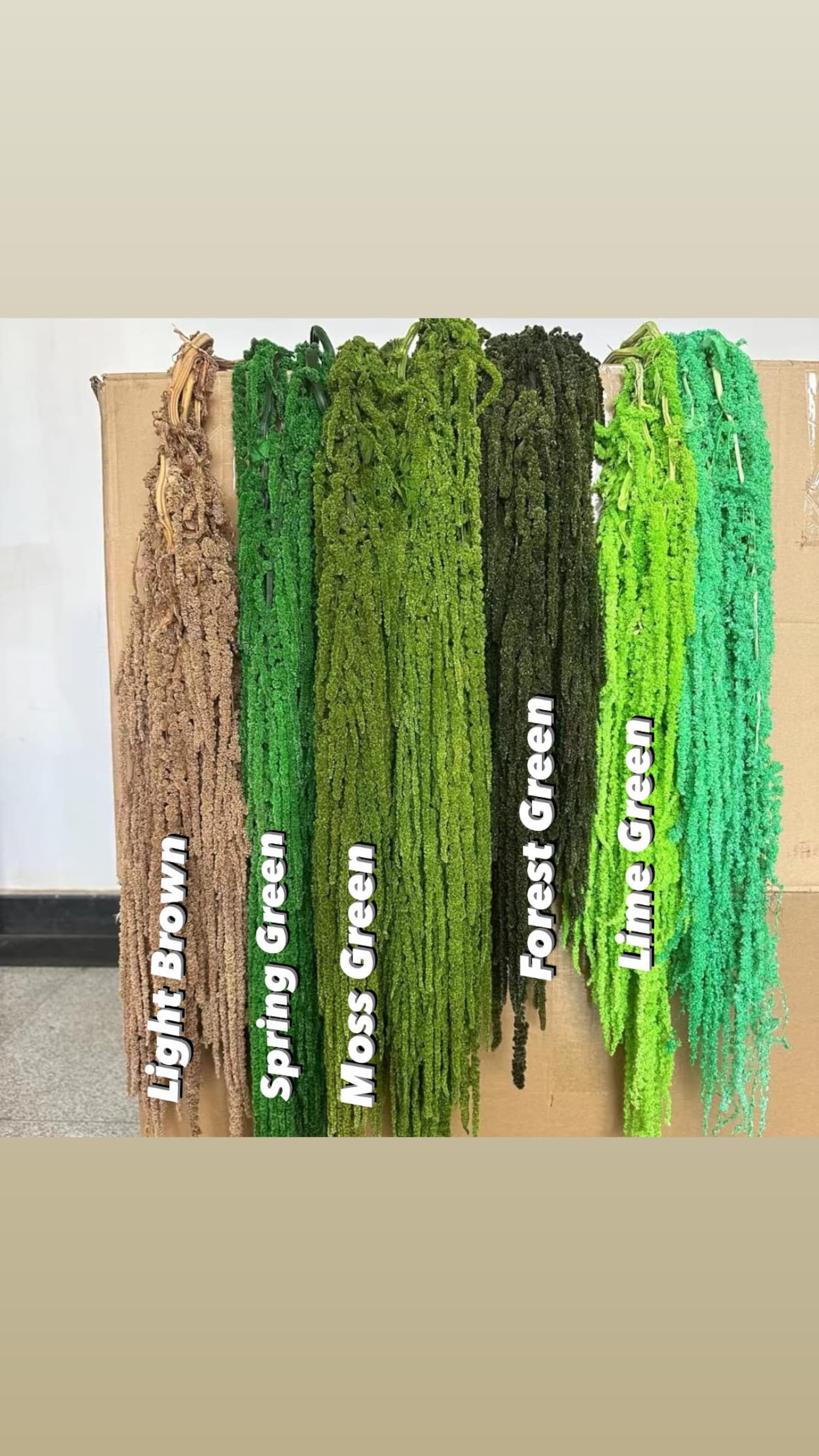 Green Hanging Amaranthus Long 5 Stems -premium Dried Preserved Flowers ...