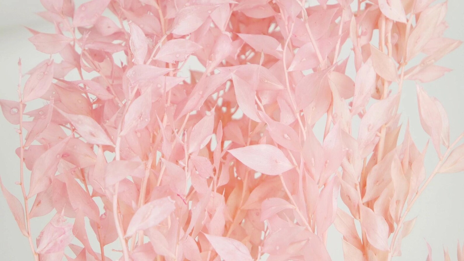 Pink Italian Ruscus Branches 5 Stems - Dried Preserved Flowers ...