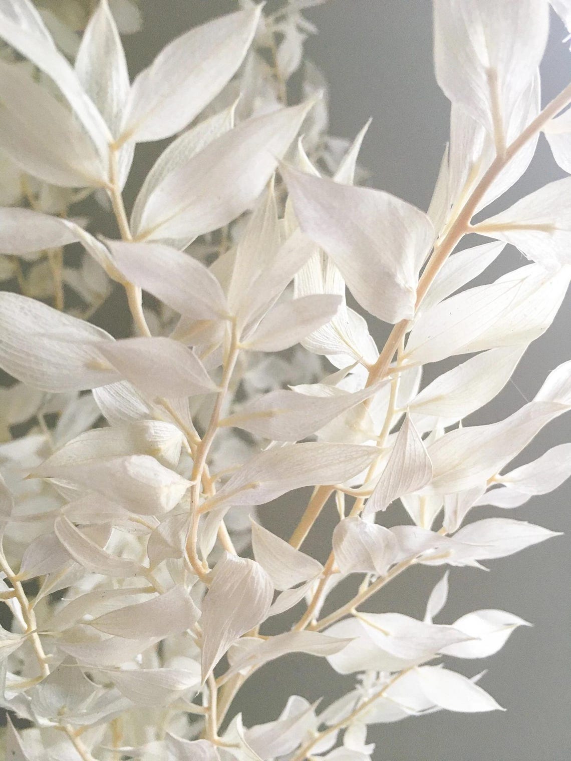 Pink Italian Ruscus Branches 5 Stems - Dried Preserved Flowers ...