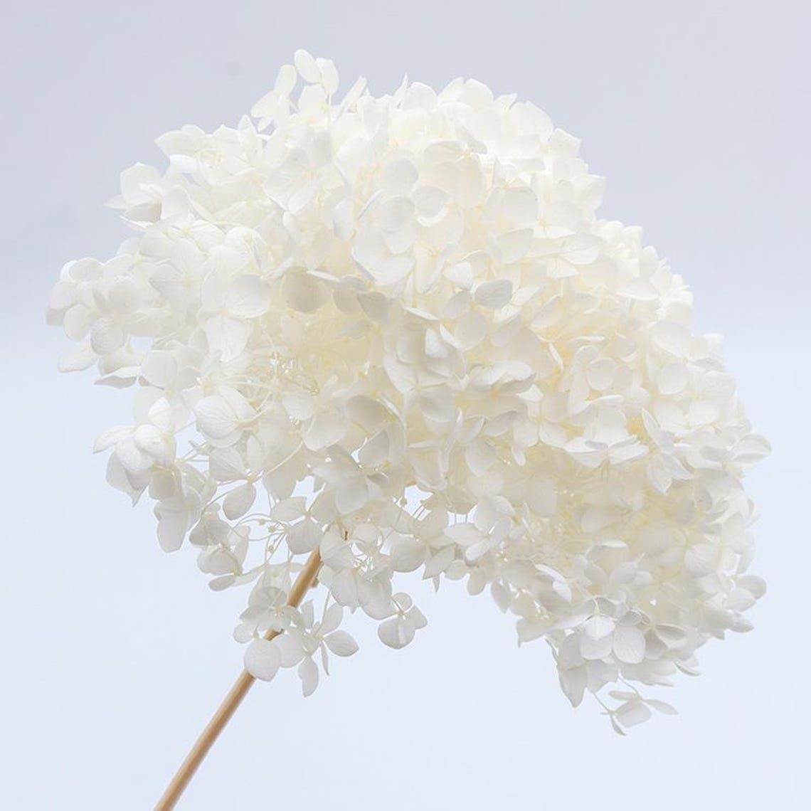 White Dried Hydrangea Large 1 Stem - Dried Preserved Flowers - Bouquet ...