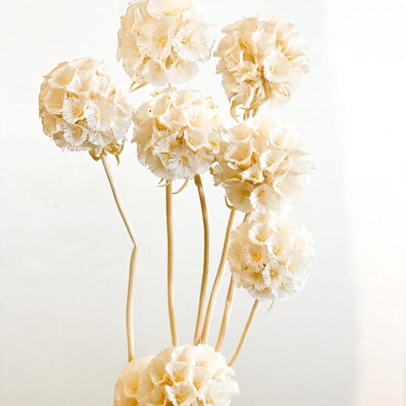 Dried Flower Stems - Etsy