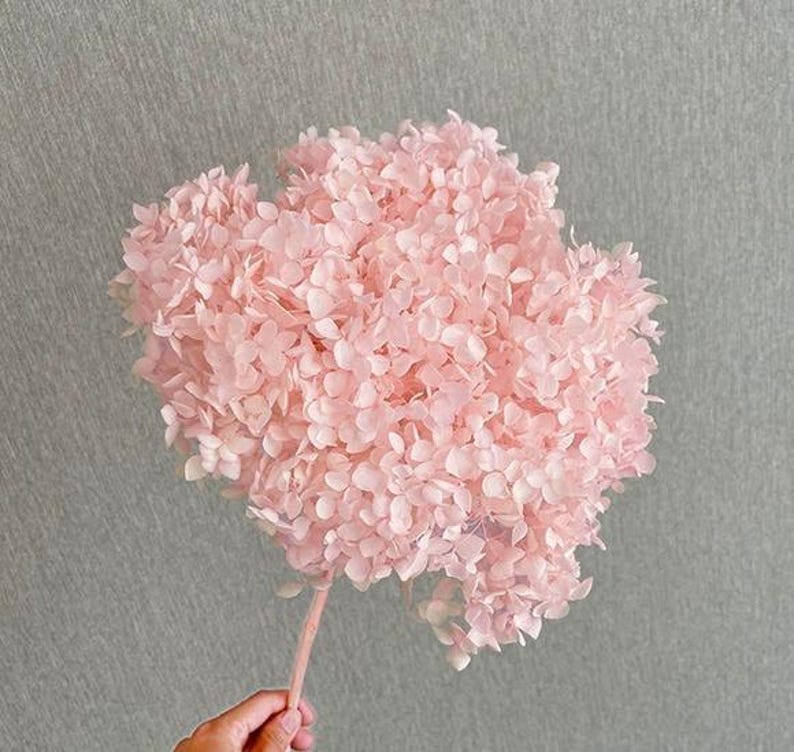 White Dried Hydrangea Large 1 Stem - Dried Preserved Flowers - Bouquet ...