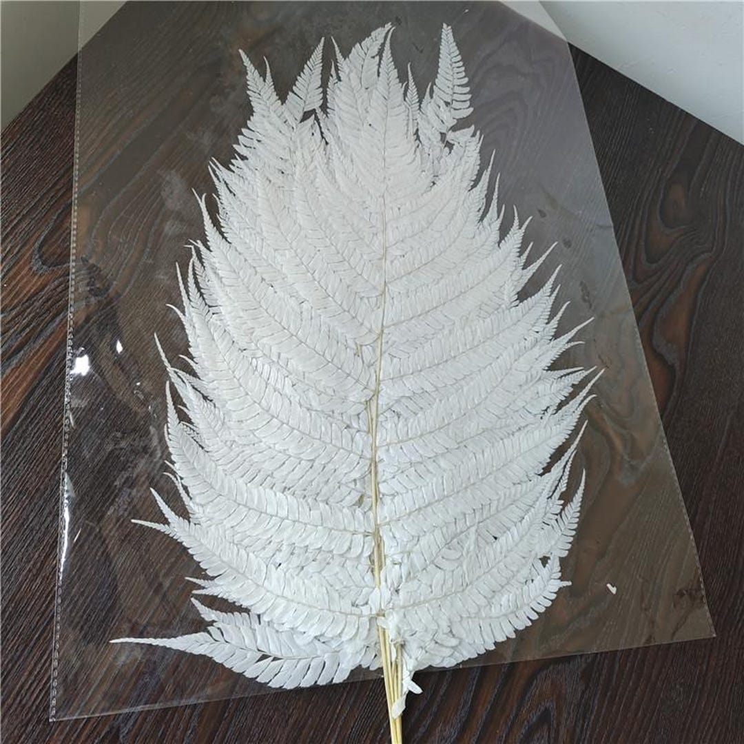 White Long Dried Fern Leaves - 10 Stems 12x24" - for Crafts, Floral ...