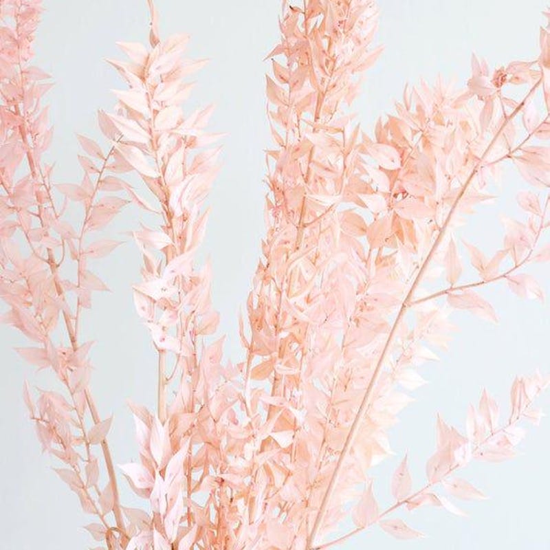 Ruscus Preserved - Etsy