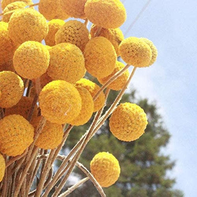 Yellow Craspedia Billy Balls 20stems - Dried Preserved Flowers ...