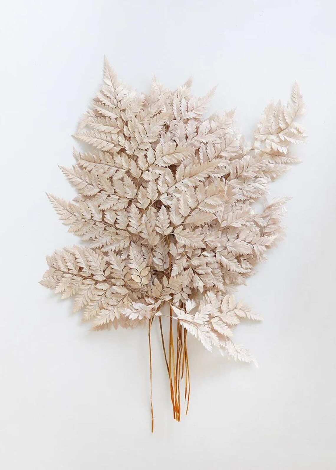 Light Brown Fern Leather Leaf 10 Stems 8x16 for Crafts , Floral ...