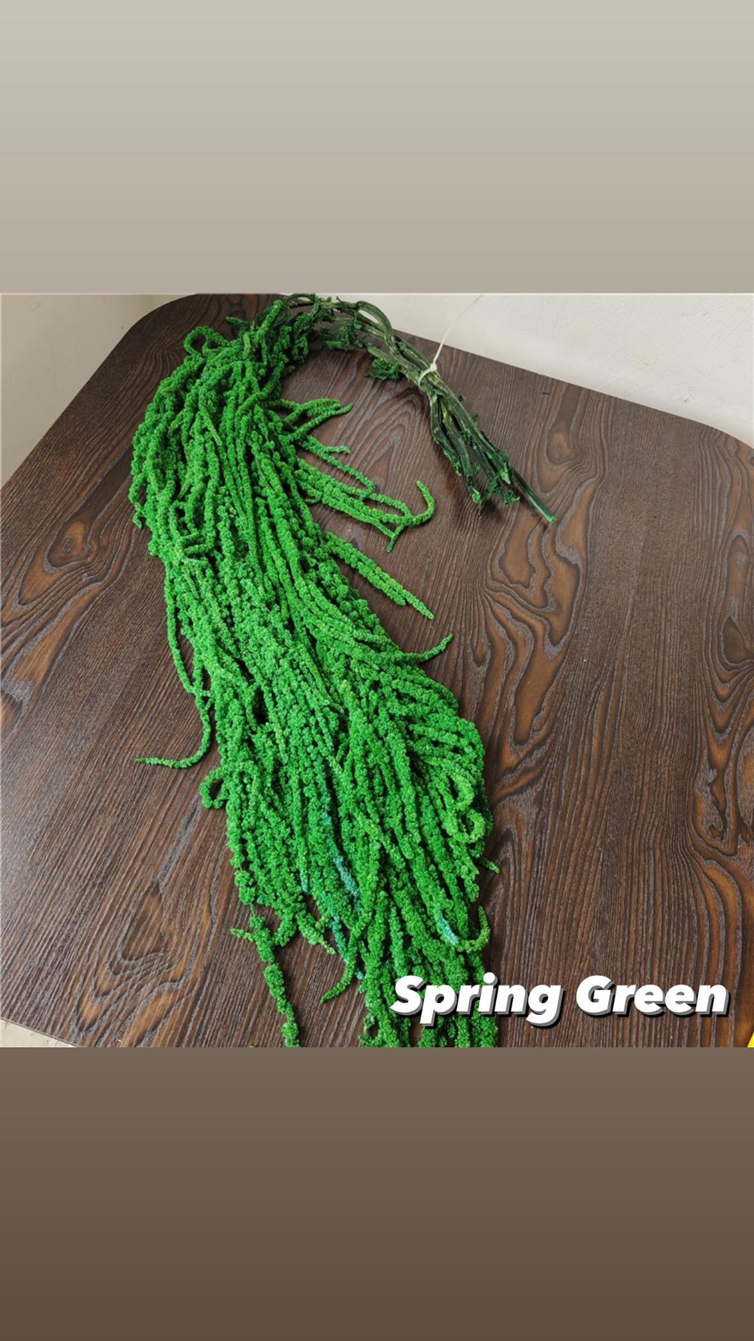 Hanging Amaranthus Long 5 Stems -premium Dried Preserved Flowers ...