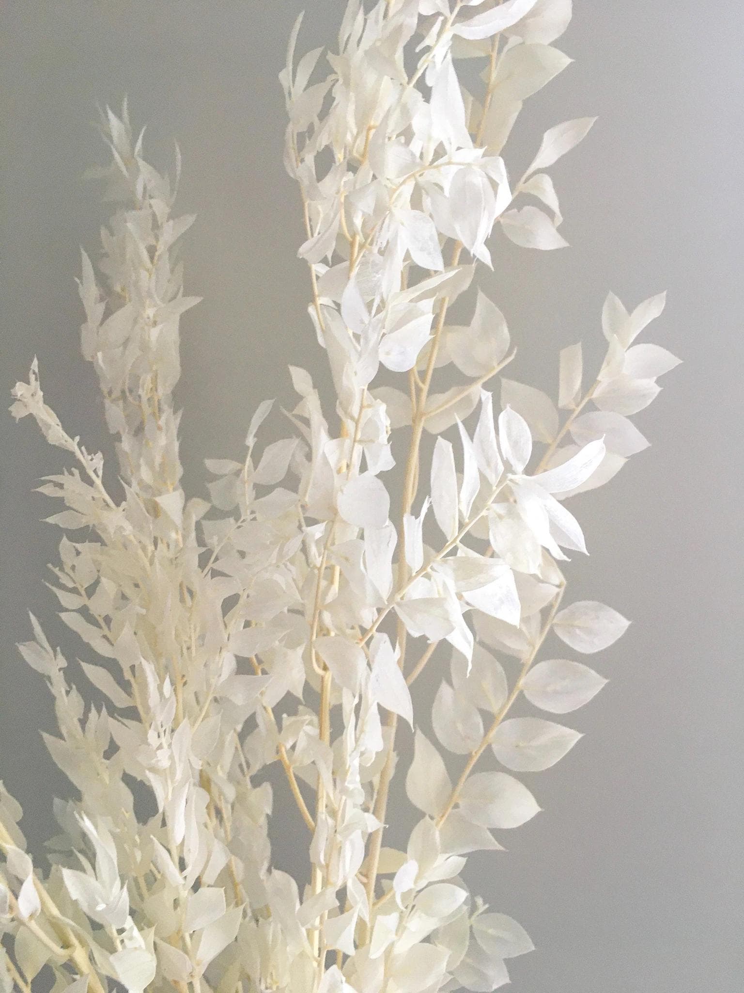 Pink Italian Ruscus Branches 5 Stems - Dried Preserved Flowers ...