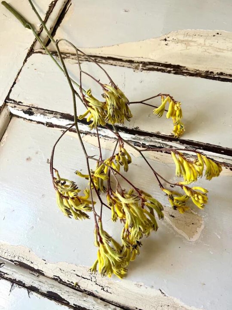 Kangaroo Paw Branches - 5 Stems - 22" - Fall Stems Decor - Natural ...