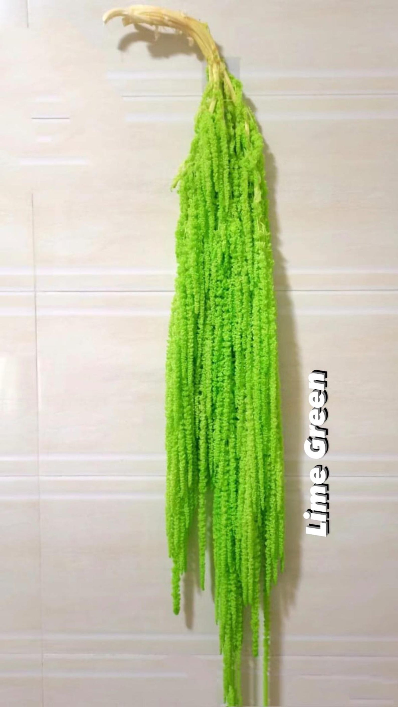 Green Hanging Amaranthus Long 5 Stems -premium Dried Preserved Flowers ...